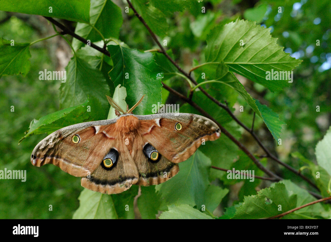 Polyphemus moth (Antheraea polyphemus Stock Photo - Alamy