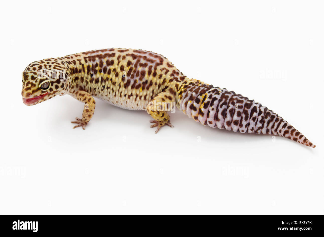 Small leopard Cut Out Stock Images & Pictures - Alamy