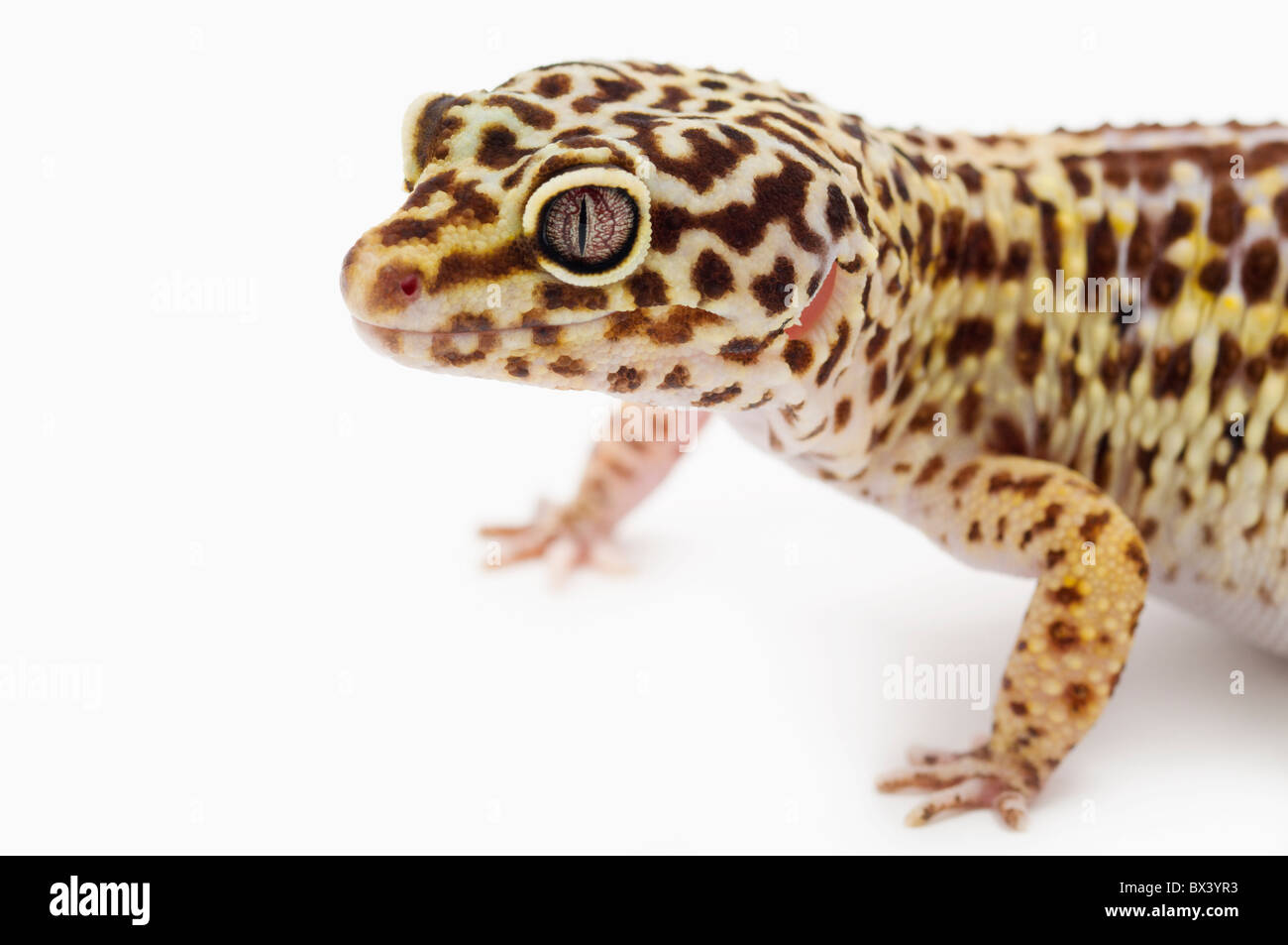 Leopard gecko face hi-res stock photography and images - Alamy