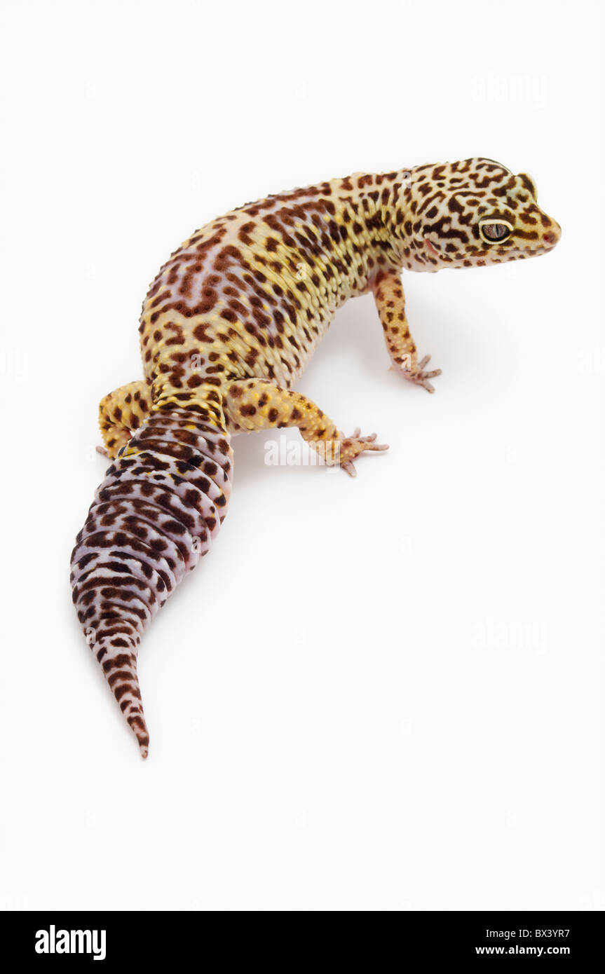 Rear view leopard looking back hi-res stock photography and images - Alamy