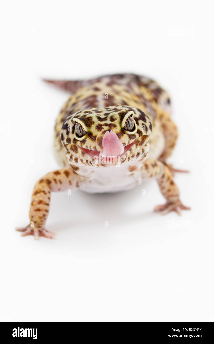 Leopard Gecko (Eublepharis Macularius) Sticking Out It's Tongue Stock ...