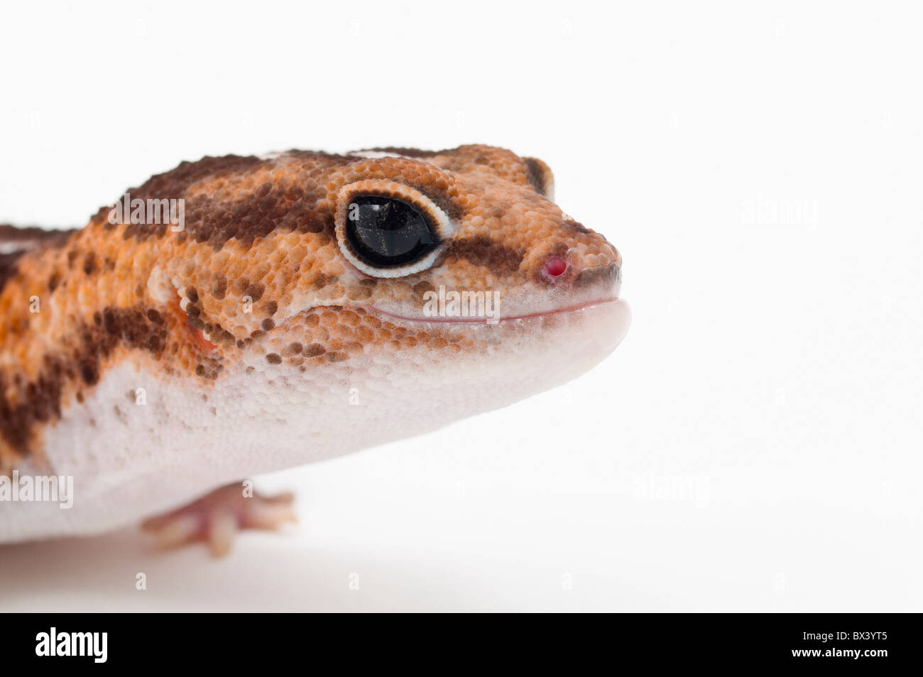 African Fat-Tailed Gecko (Hemitheconyx Caudicinctus) Smiling Stock ...