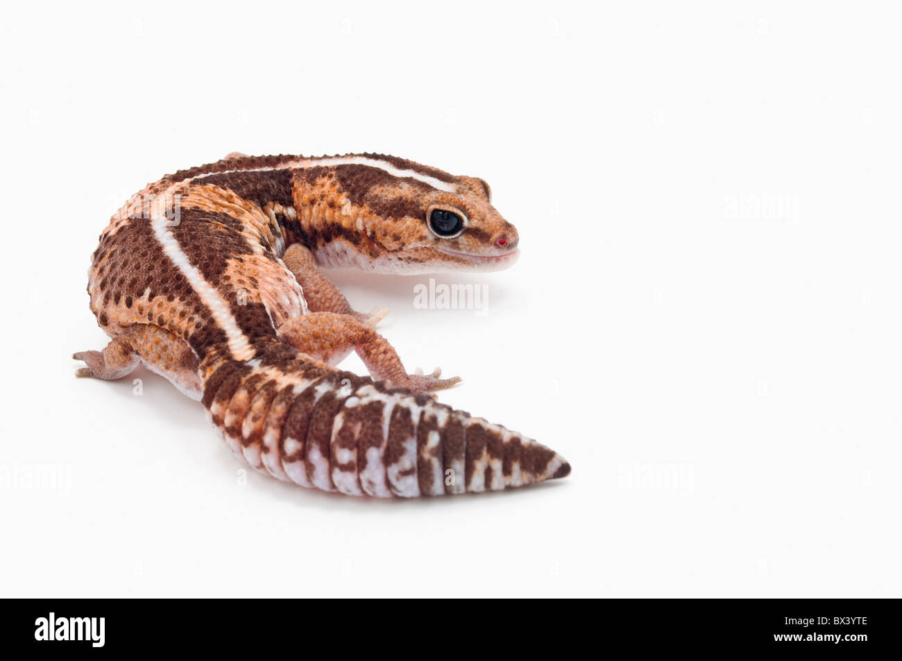 African Fat-Tailed Gecko (Hemitheconyx Caudicinctus Stock Photo - Alamy