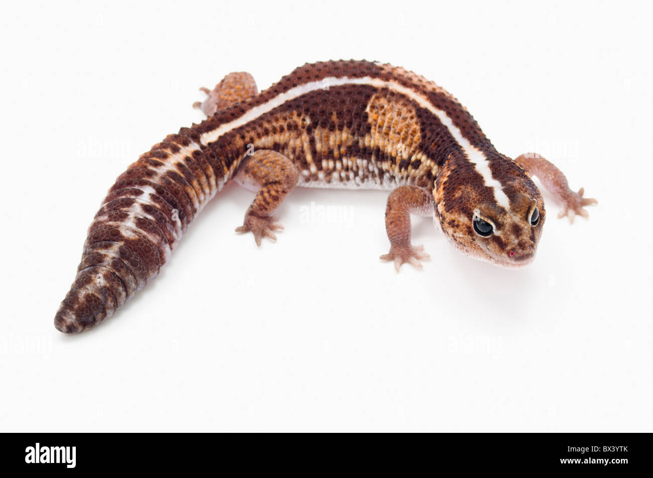 African Fat-Tailed Gecko (Hemitheconyx Caudicinctus Stock Photo - Alamy