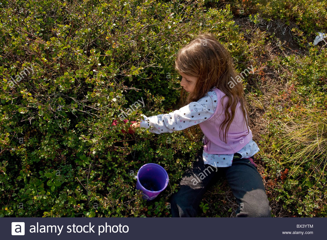 Berry Picking Alaska High Resolution Stock Photography and Images - Alamy