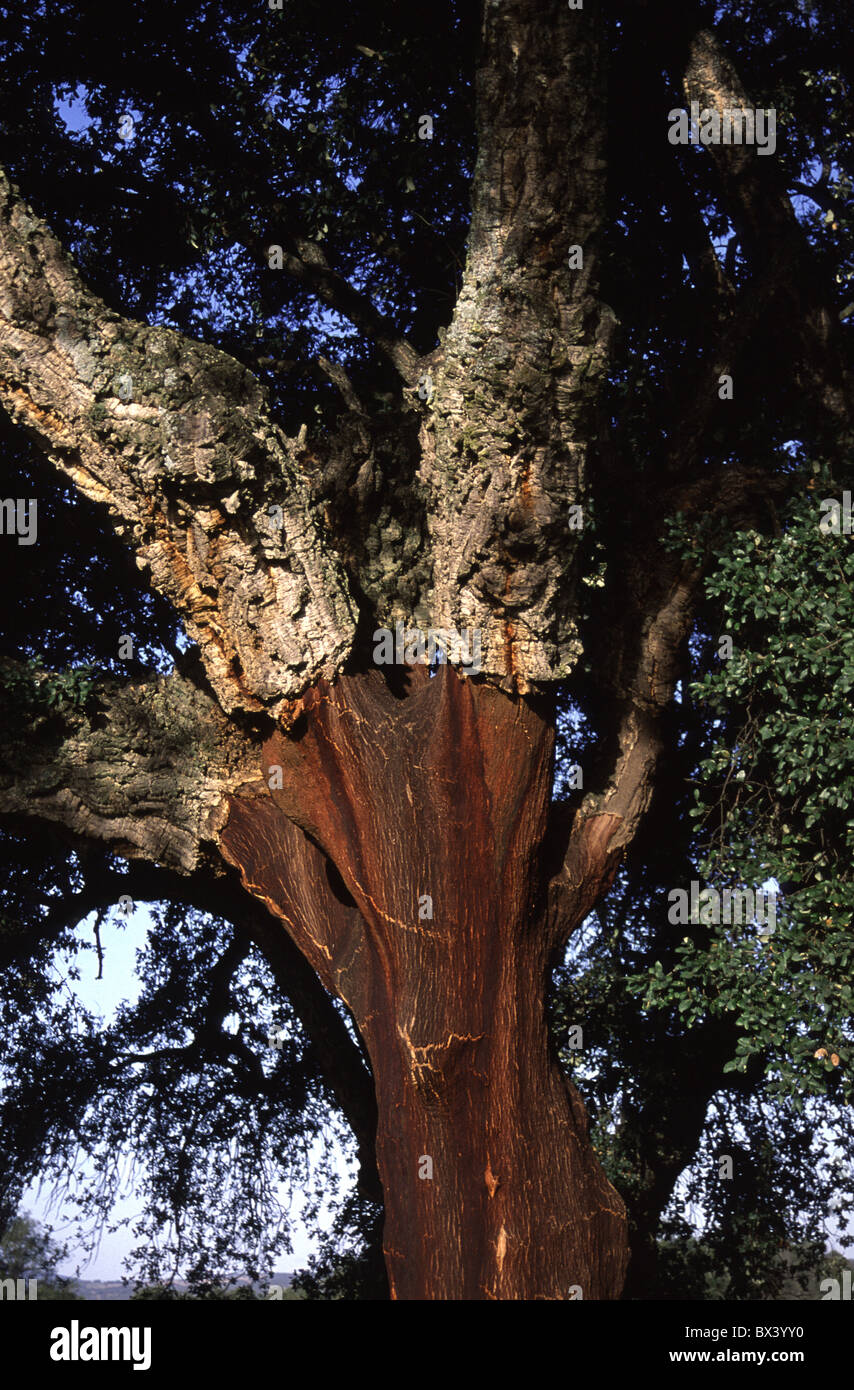 Cork oak tree that has had its bark harvested. Central Spain Stock ...