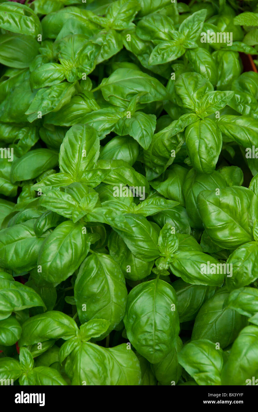 Basil (Ocimum basilicum) a low-growing herb featured in Italian cuisine ...