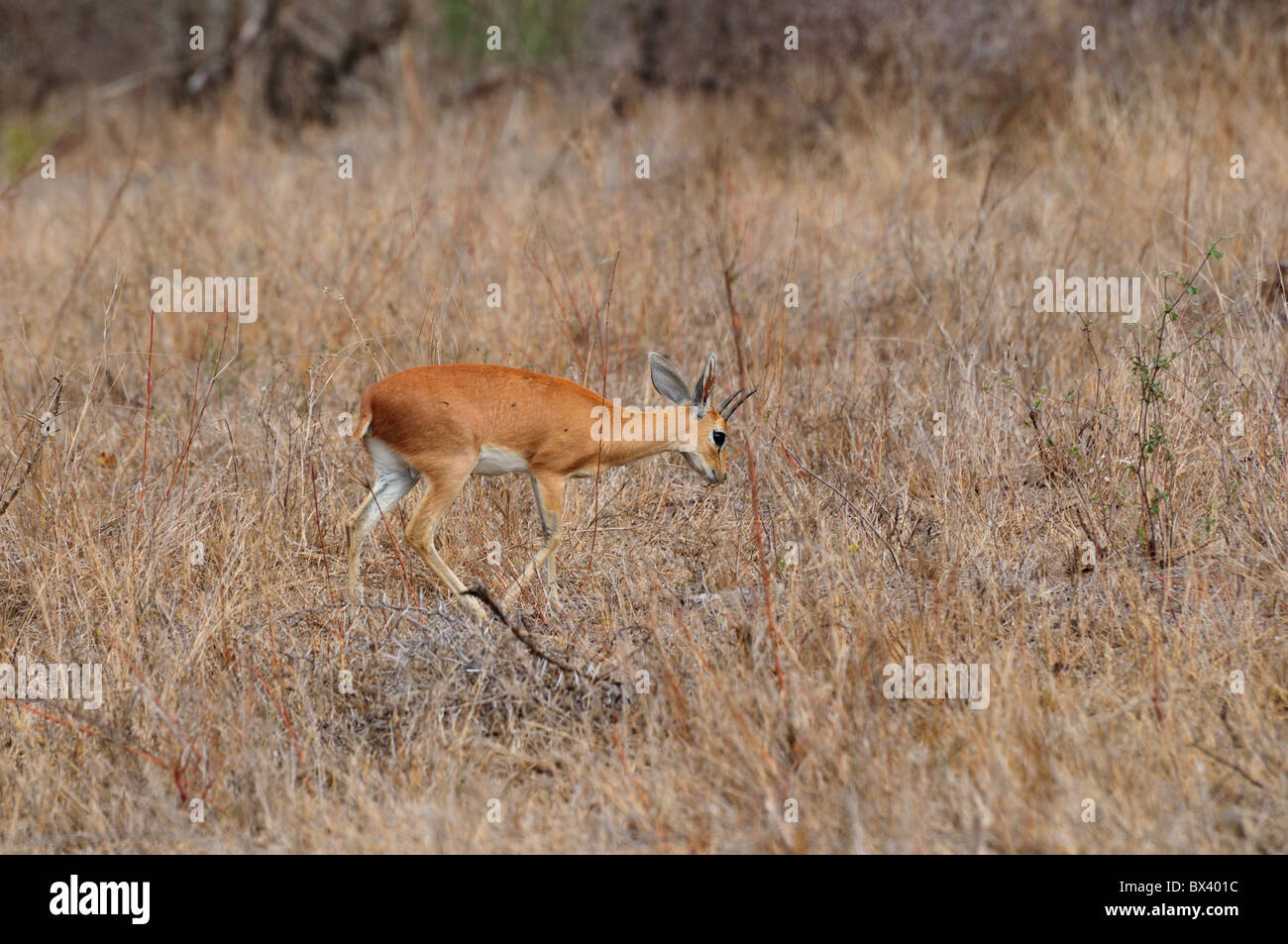 Dik dik antelope hi-res stock photography and images - Alamy