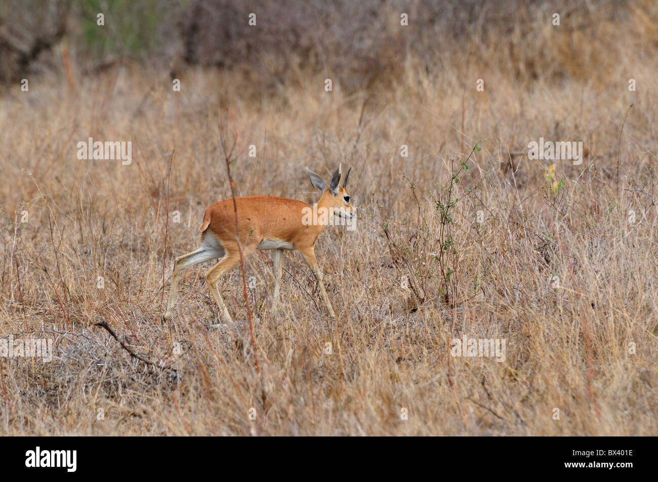Dik dik running hi-res stock photography and images - Alamy