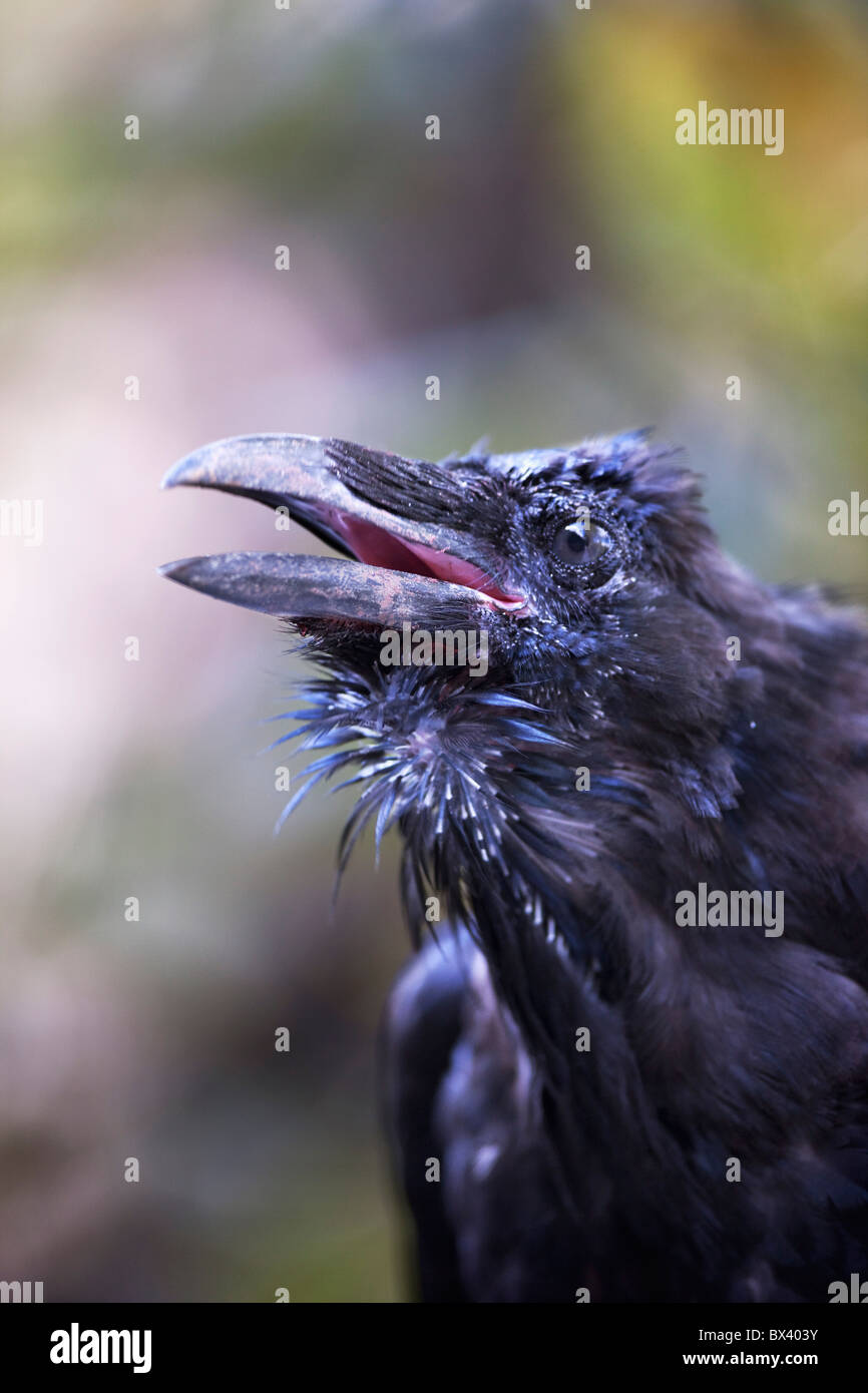 Talking ravens hi-res stock photography and images - Alamy