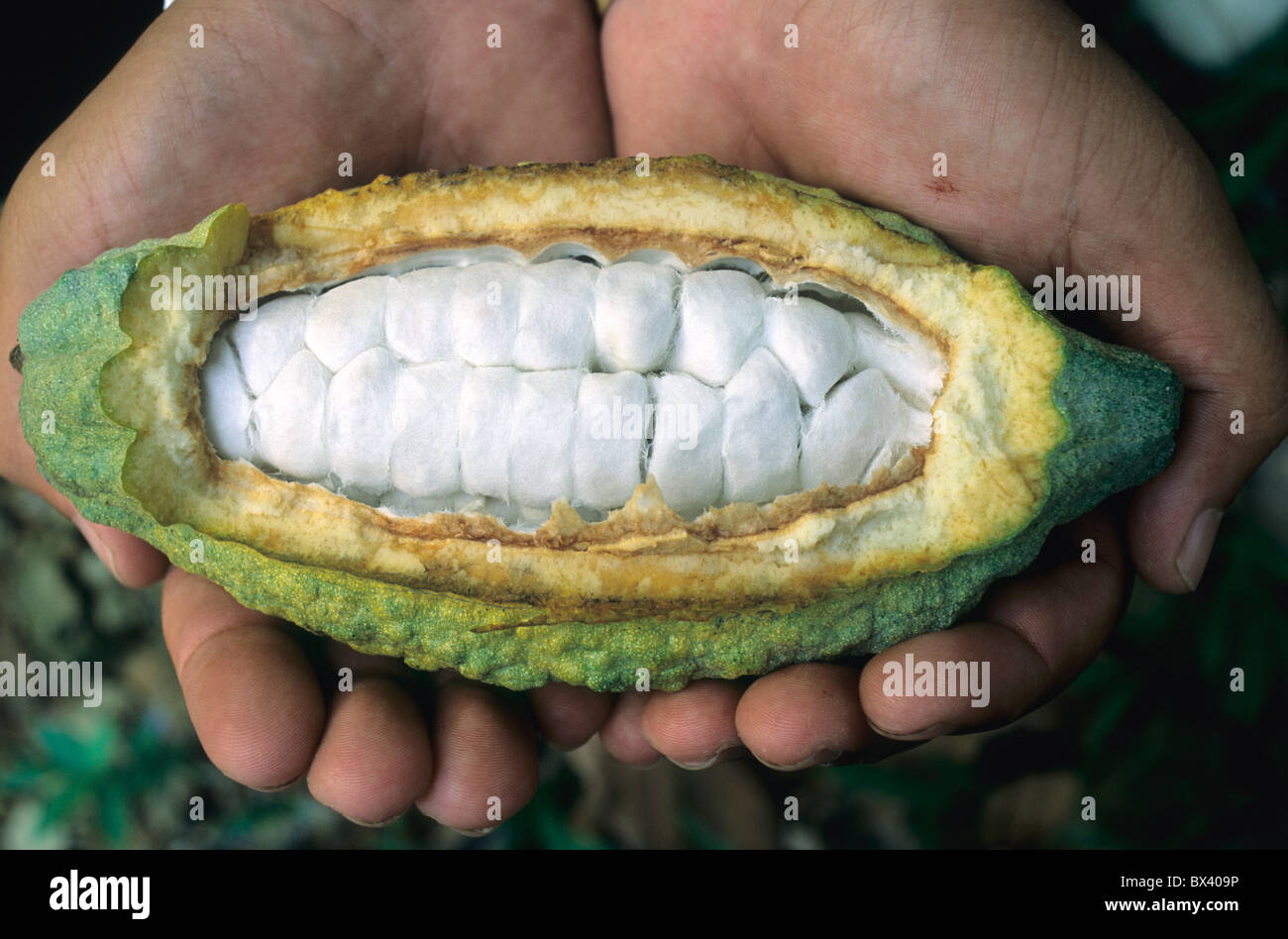 Hands displaying open immature Cocoa pod Stock Photo - Alamy