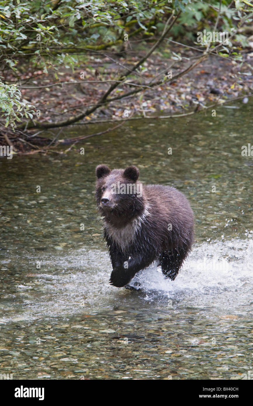 Black bear cub running hi-res stock photography and images - Alamy