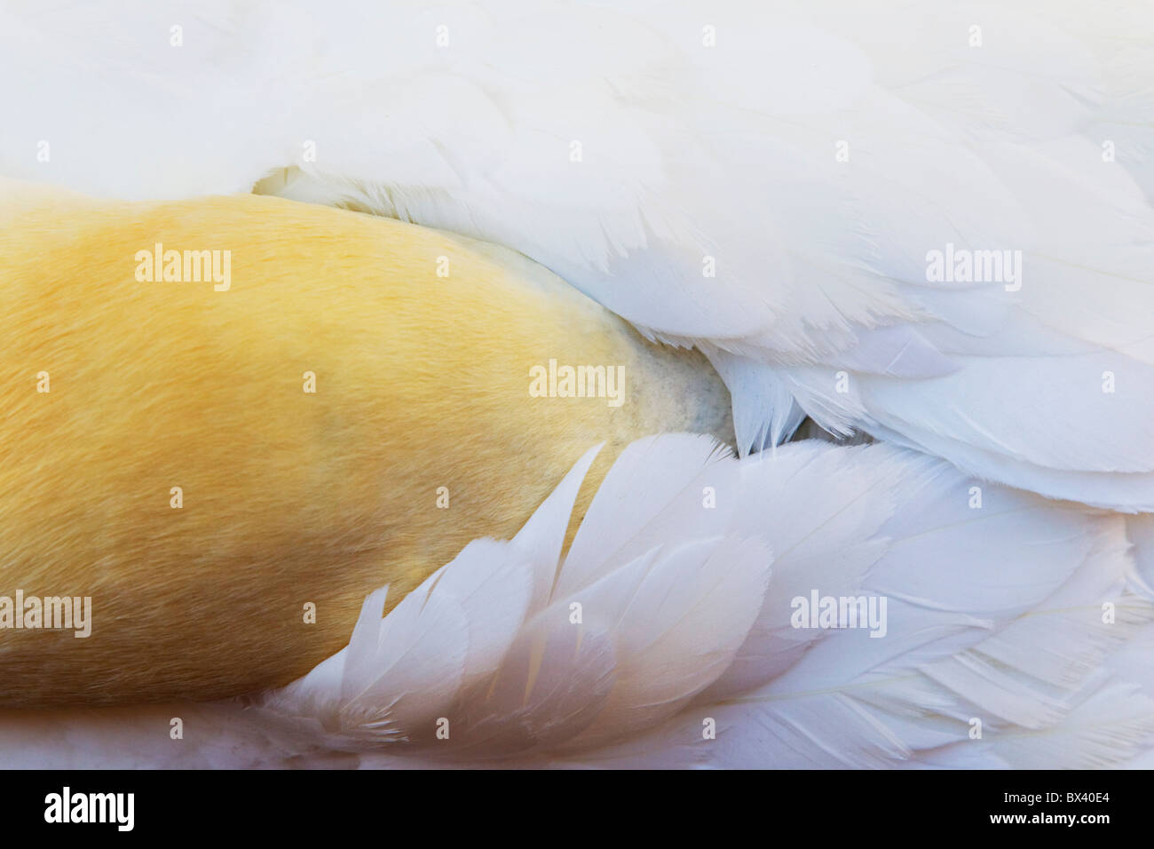 A Gannet Bird Hides It's Head To Rest Under It's Wings; Perce', Quebec ...
