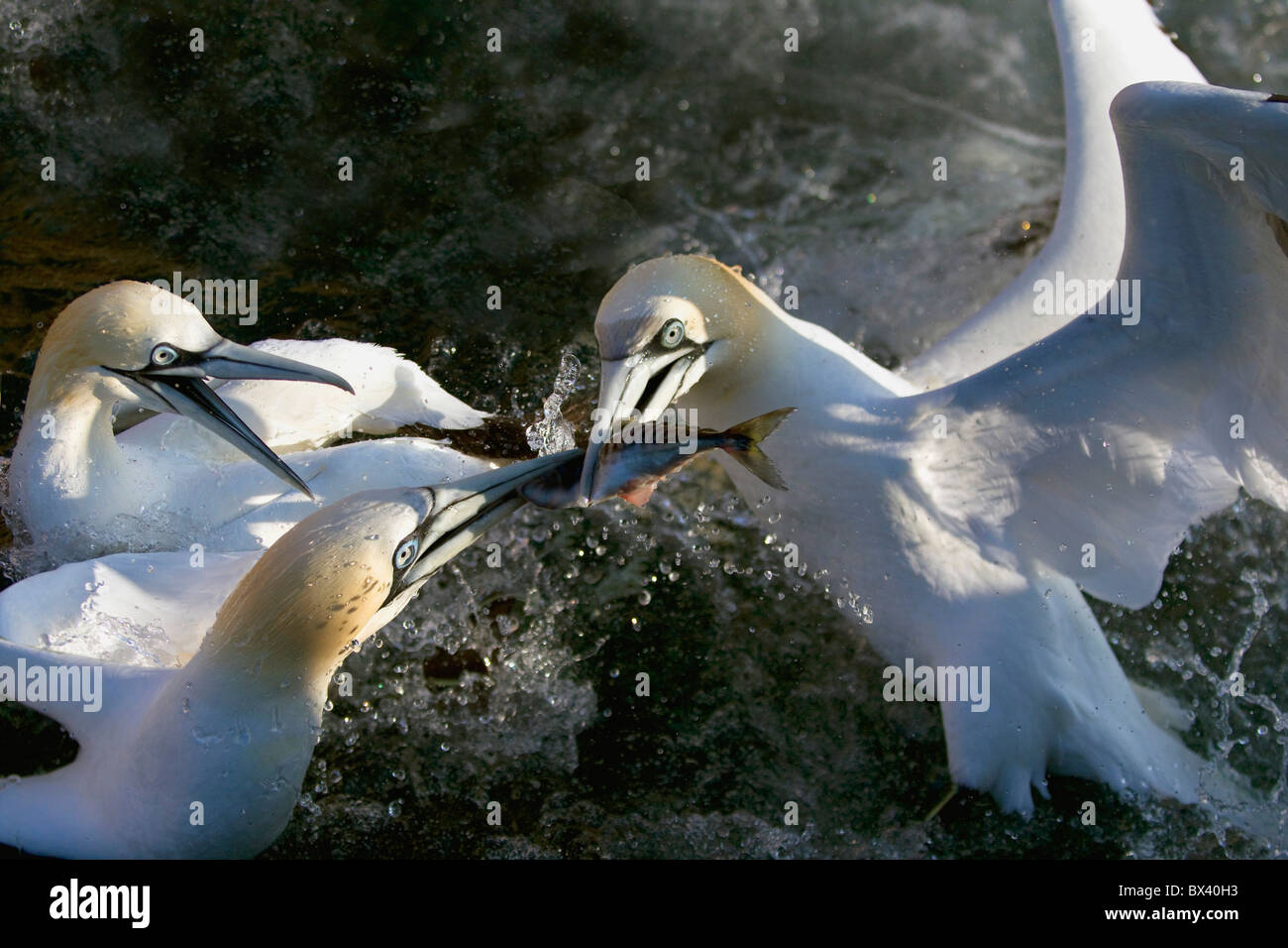 Wild Animals Fighting Over Food High Resolution Stock Photography and ...