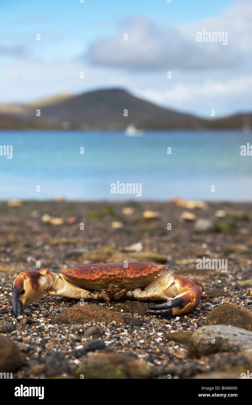 A Crab On The Shore; Isle Of Barra, Scotland Stock Photo - Alamy