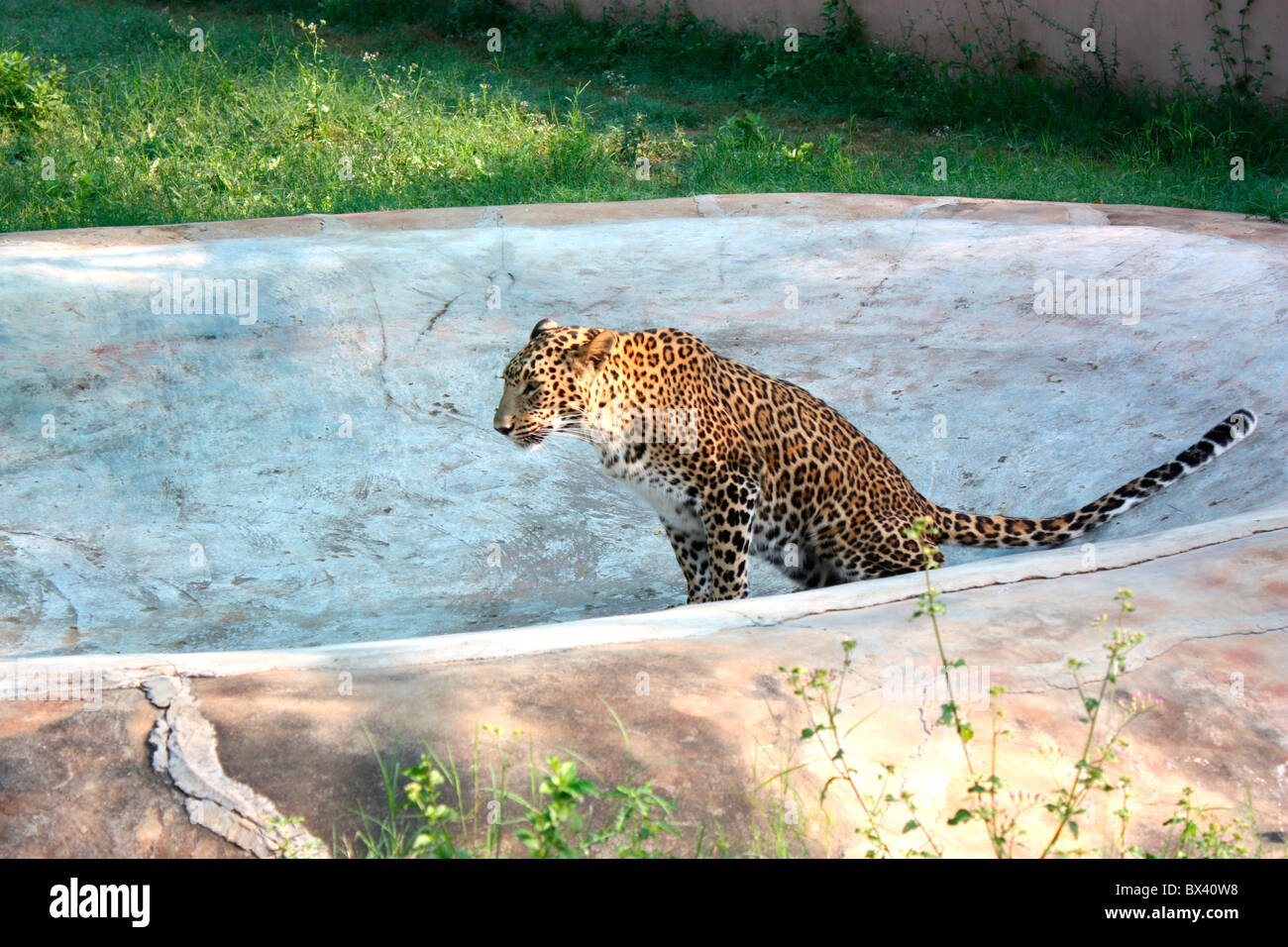 Panther in a zoo Stock Photo - Alamy