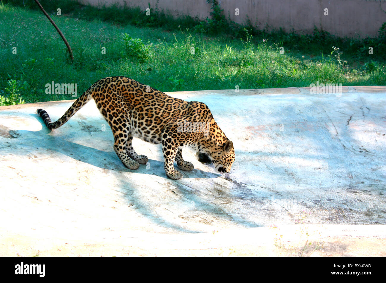 A panther in a zoo Stock Photo - Alamy