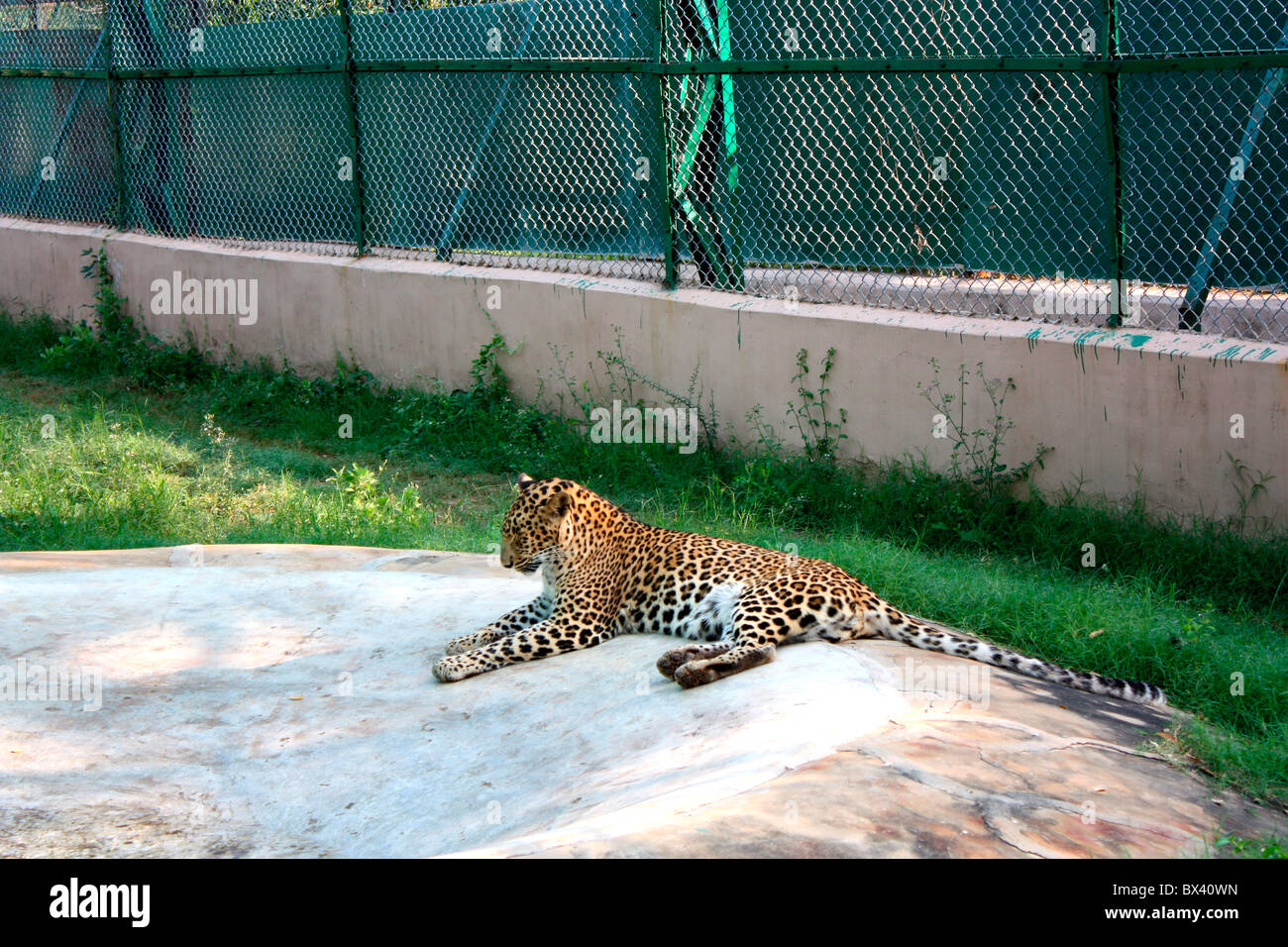 Indian Panther in a Zoo Stock Photo - Alamy