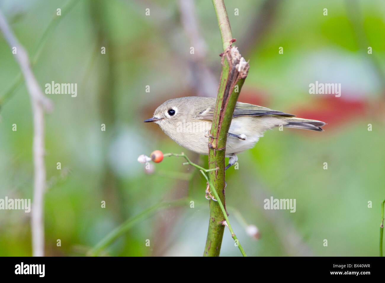 Ruby crowned kinglet hi-res stock photography and images - Alamy