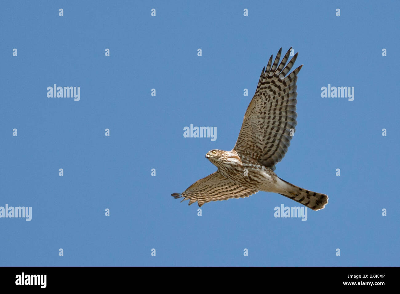 A Juvenile Sharp-shinned Hawk in Flight Stock Photo - Alamy