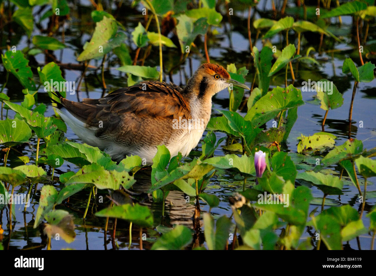 Jacana bird india hi-res stock photography and images - Alamy