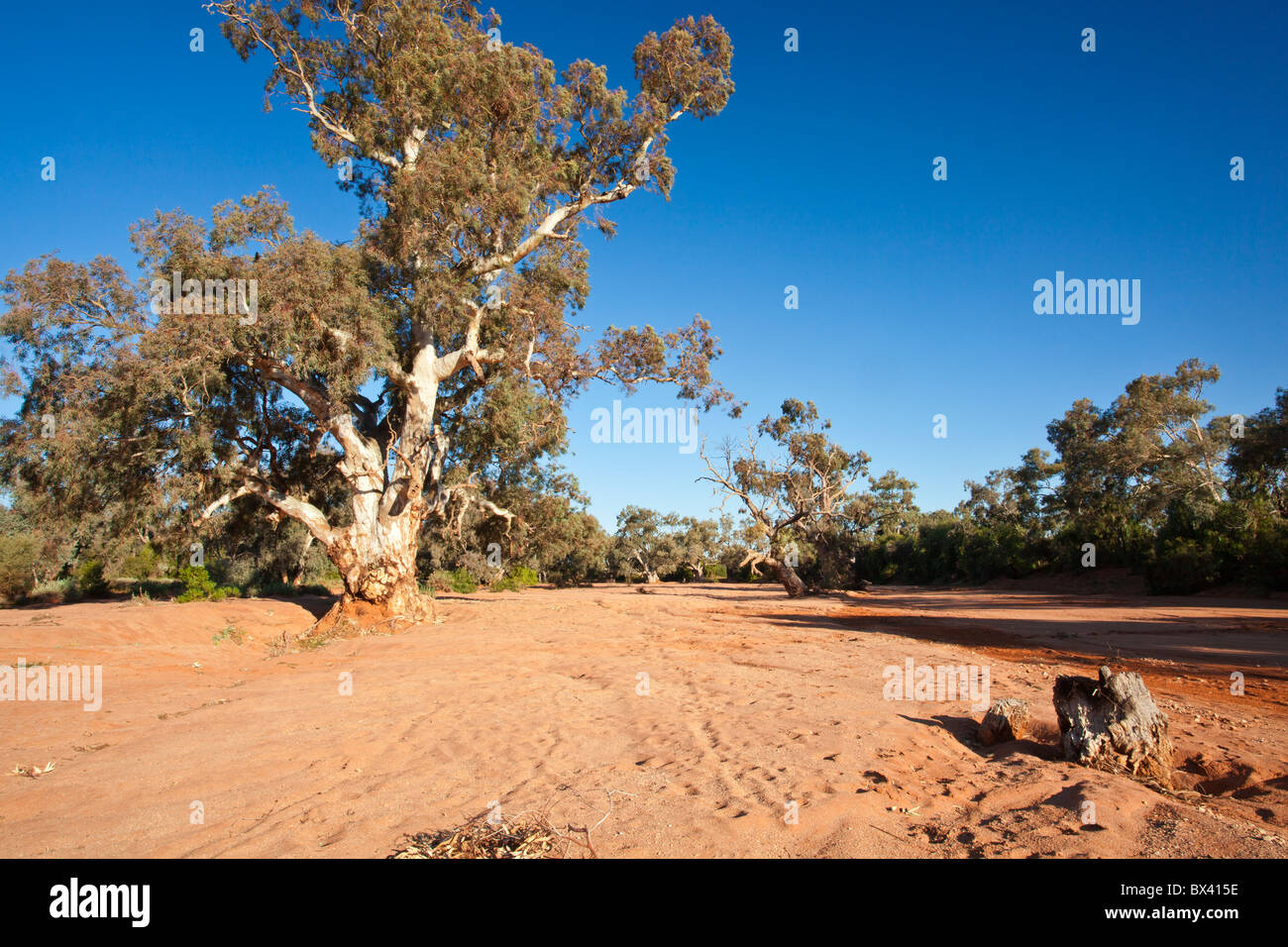 Old river red gum tree hi-res stock photography and images - Alamy