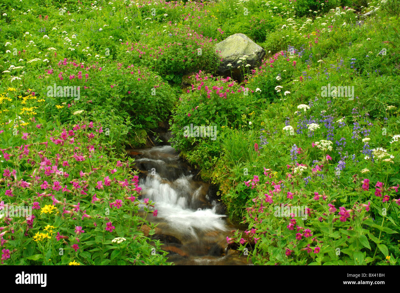 Lewis's monkeyflowers (Mimulus lewisii), along stream Stock Photo - Alamy
