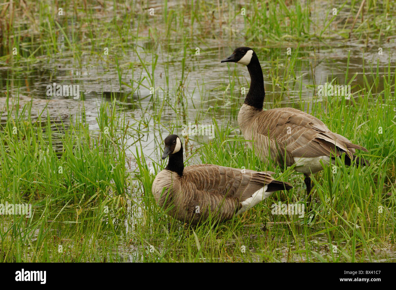 Branta branta canadensis hi-res stock photography and images - Alamy