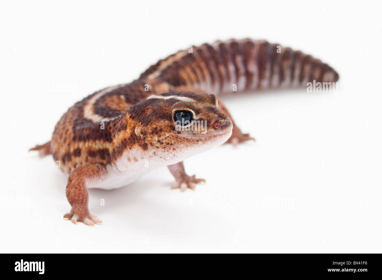 African Fat-Tailed Gecko (Hemitheconyx Caudicinctus Stock Photo - Alamy