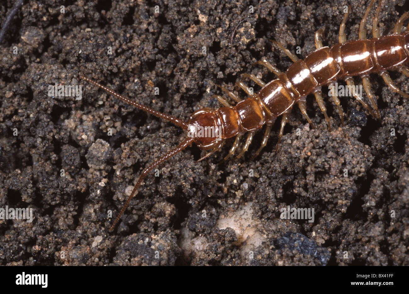 British Centipede High Resolution Stock Photography and Images - Alamy