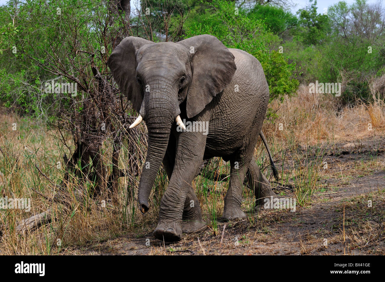 How Fast Is An African Elephant