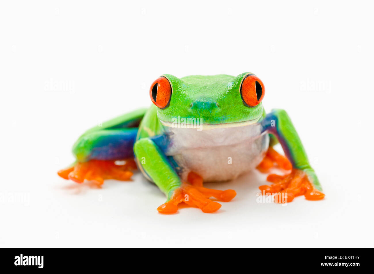 Front facing frog hi-res stock photography and images - Alamy