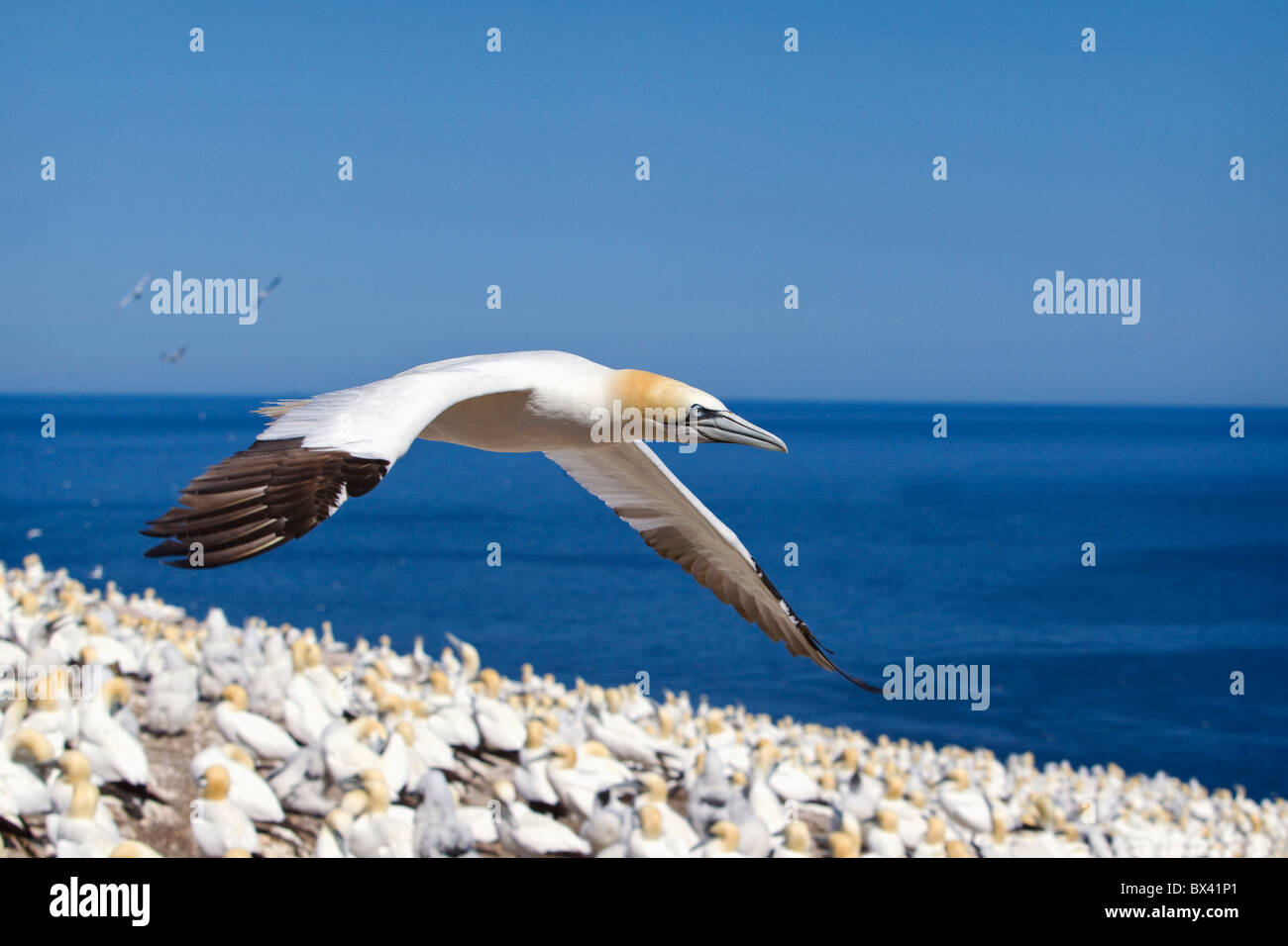 Flocks of birds flying hi-res stock photography and images - Alamy