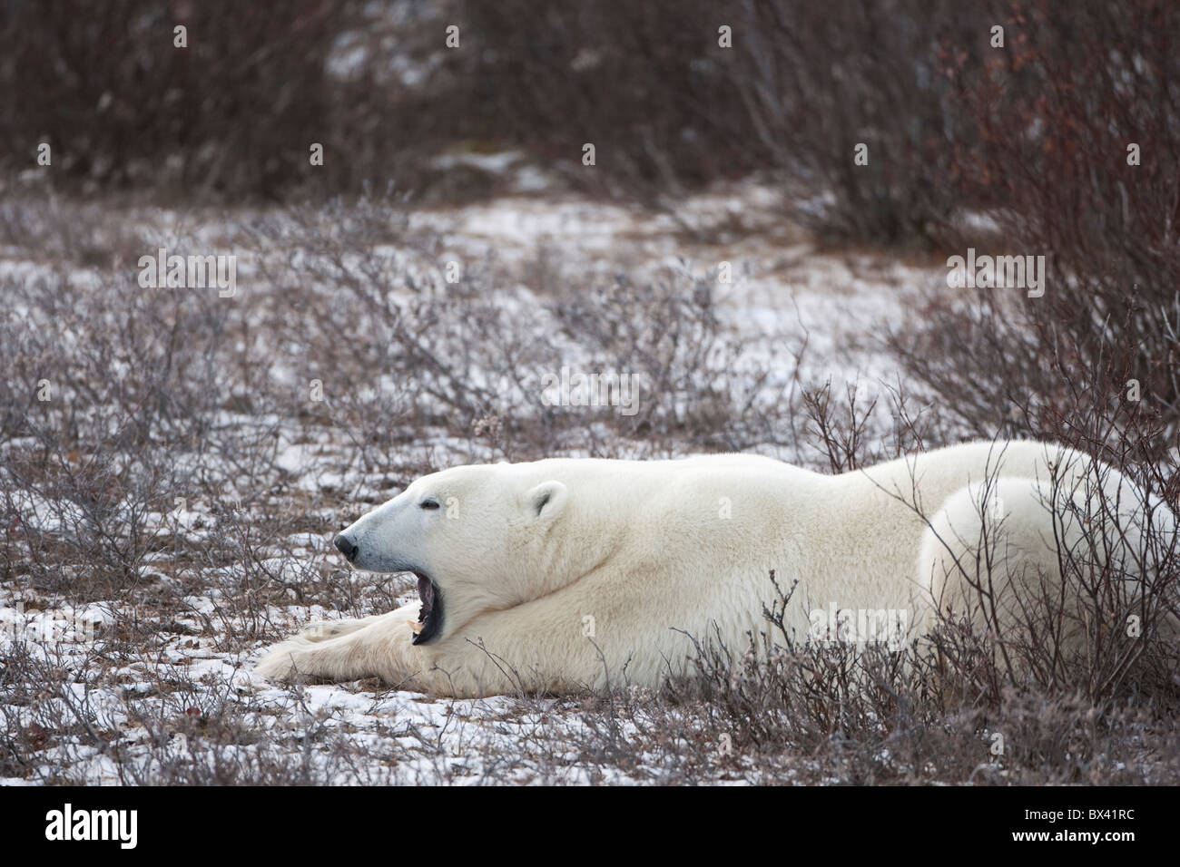 Yawn bear hi-res stock photography and images - Alamy