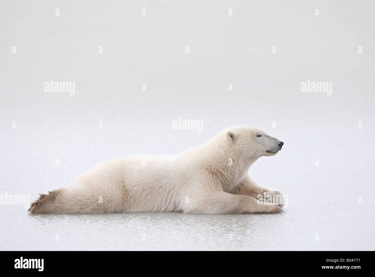 Polar Bear Laying