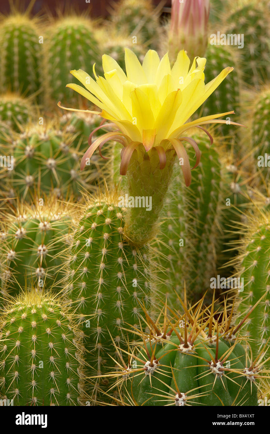 Cactus variety hi-res stock photography and images - Alamy