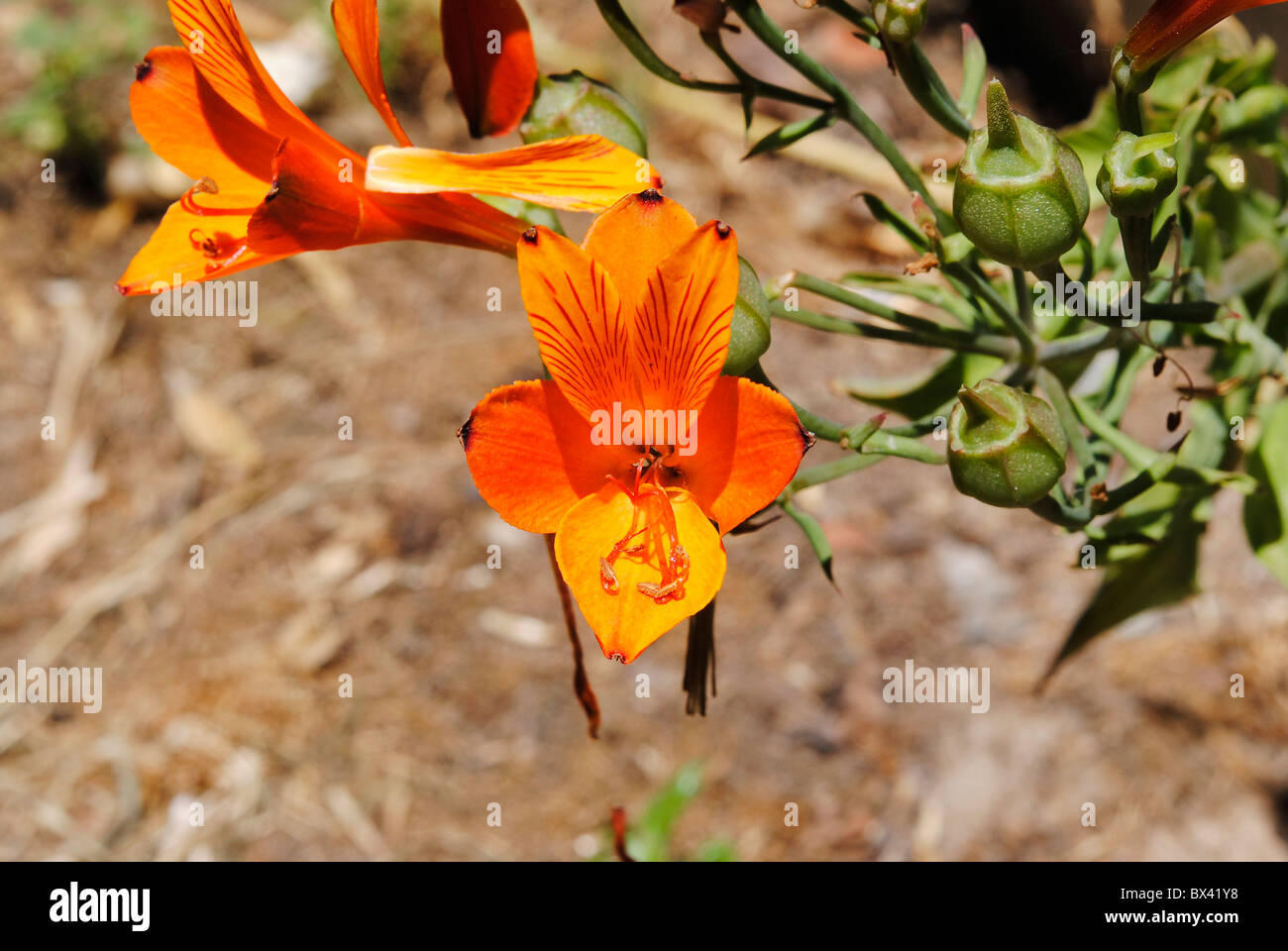 Astromelia hi-res stock photography and images - Alamy