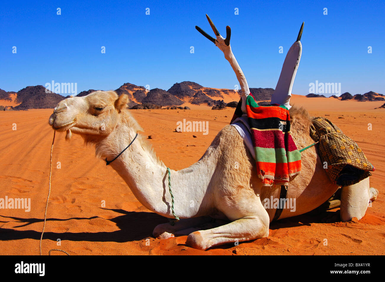 Mehari dromedary of the Tuareg nomads resting with a traditional saddle ...