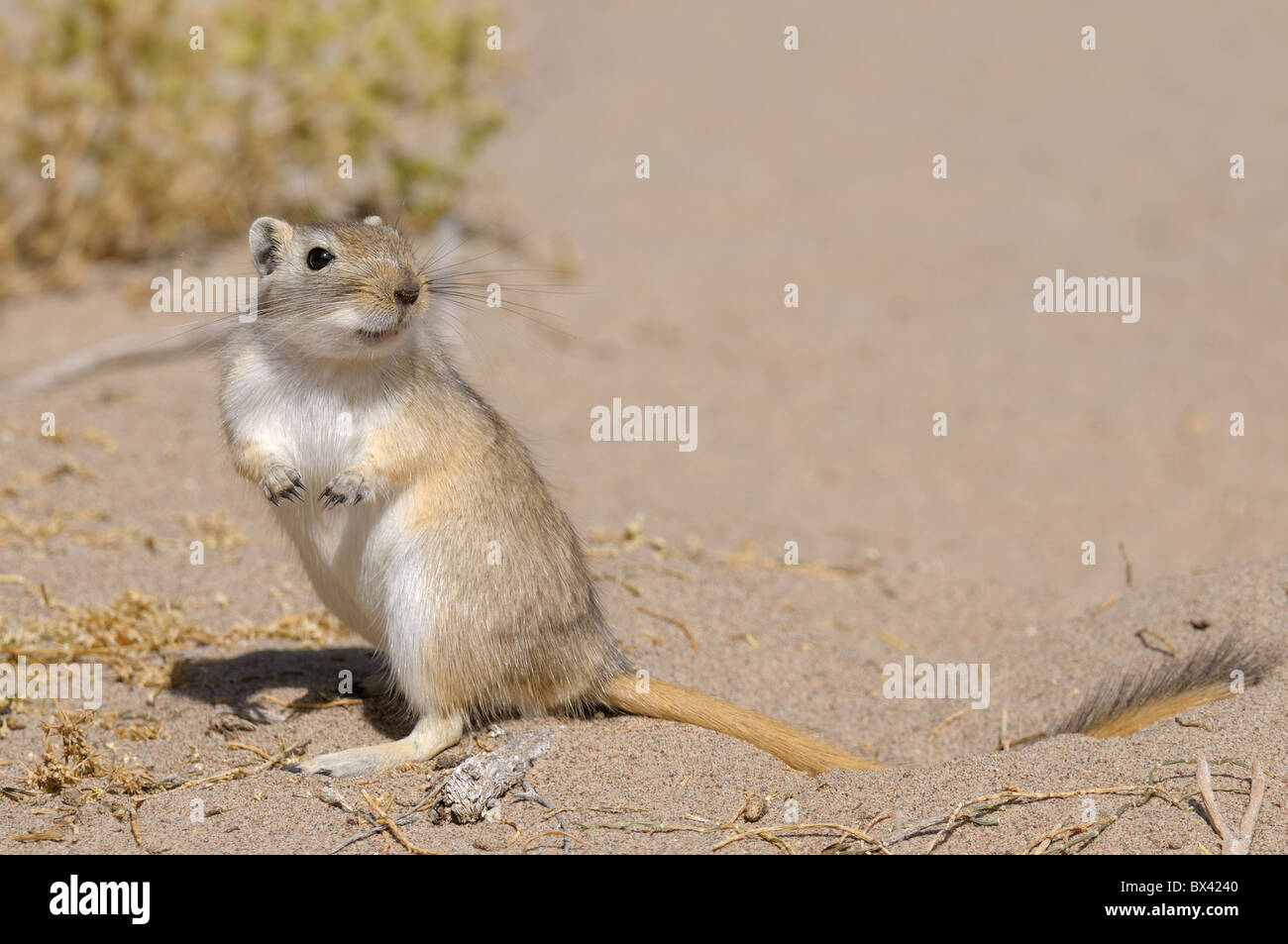 Great Gerbil Mongolian Gerbil Wikipedia