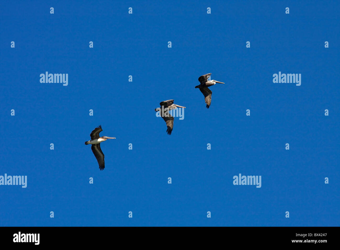 Three pelicans in flight Stock Photo - Alamy