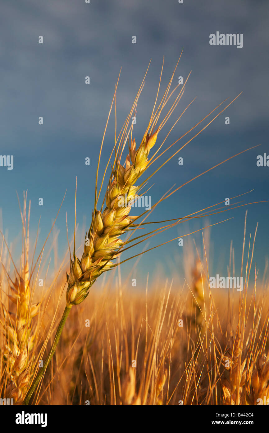 Ripe Wheat Head At Sunrise; Alberta, Canada Stock Photo - Alamy