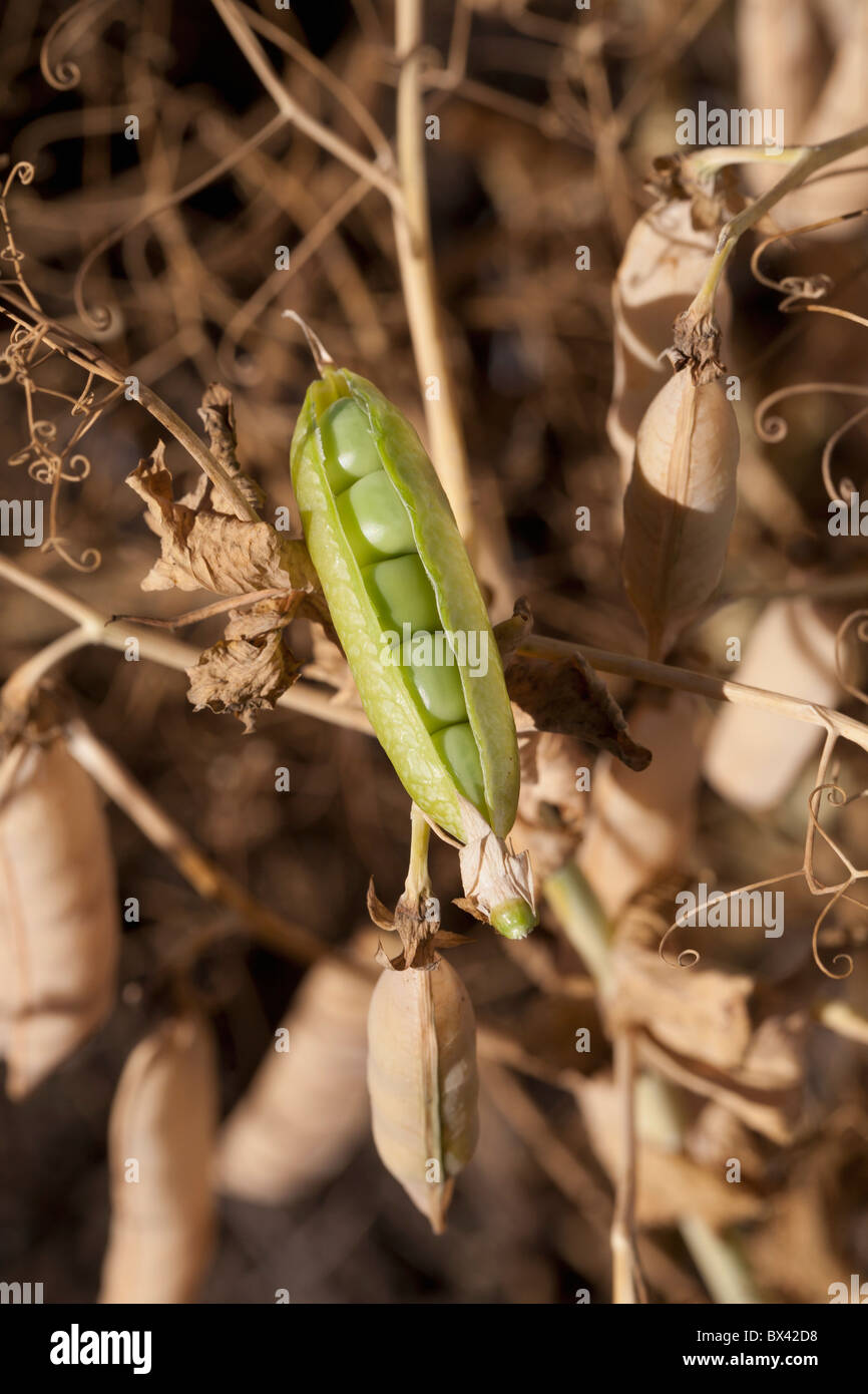 Pea pod dry hi-res stock photography and images - Alamy
