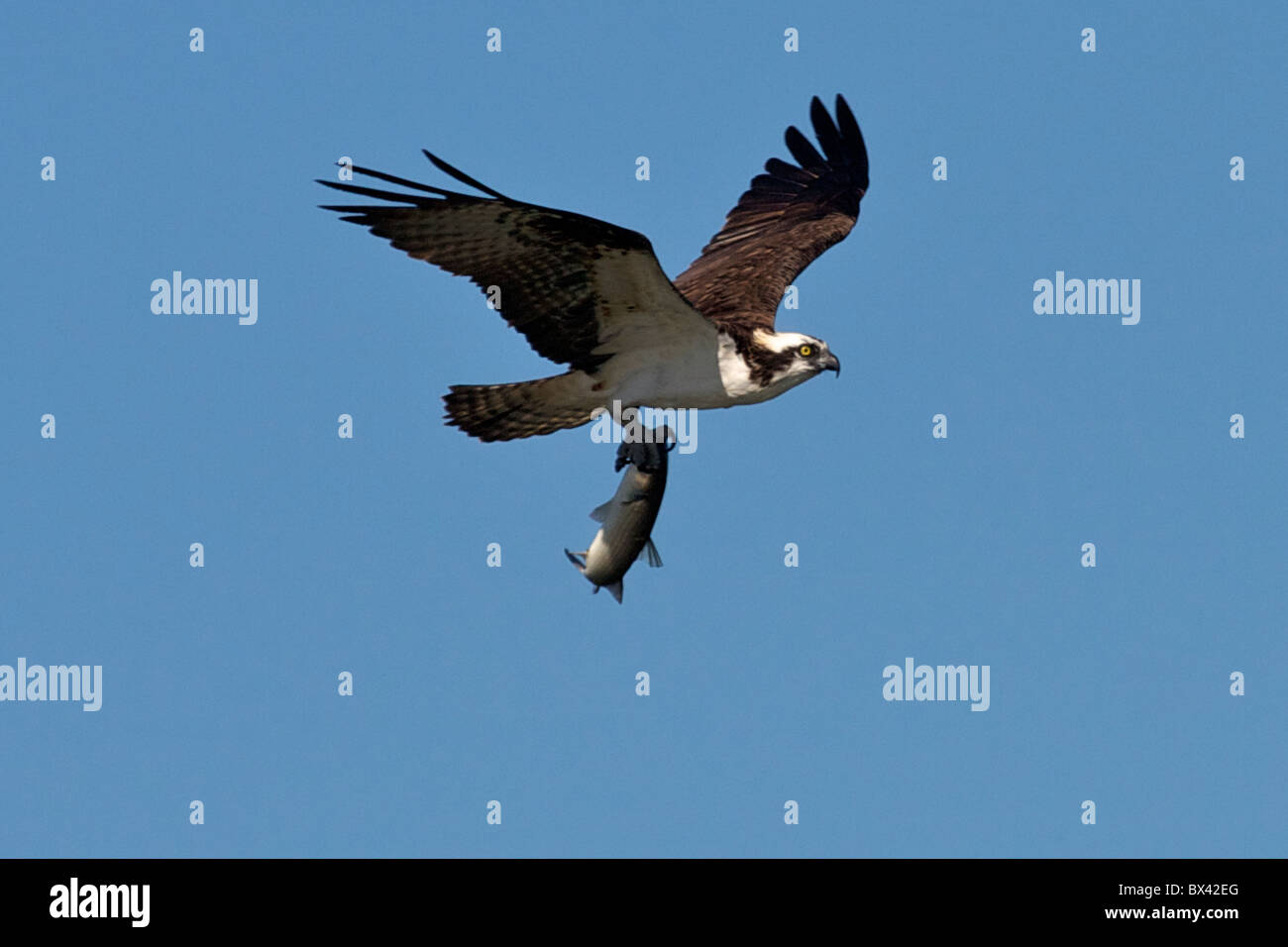 Osprey in flight with fish hi-res stock photography and images - Alamy