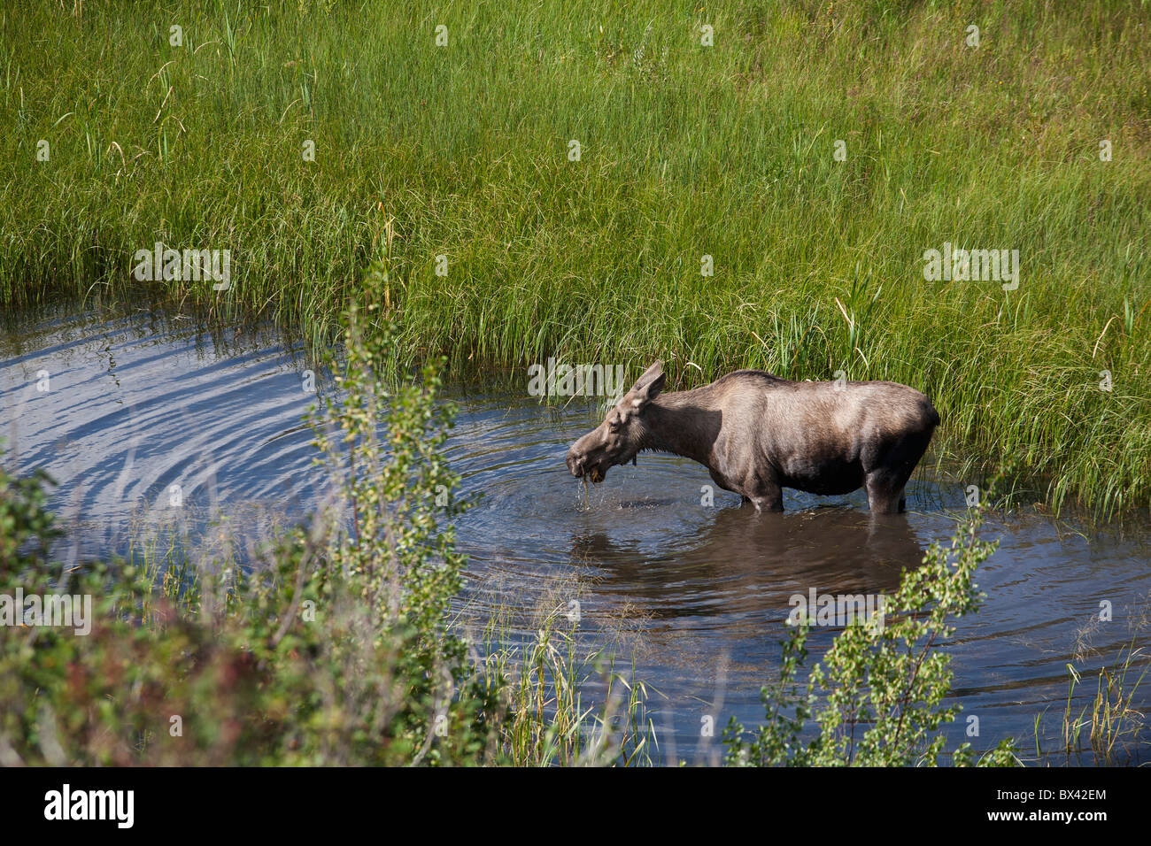 Moose eating by a pond hi-res stock photography and images - Alamy