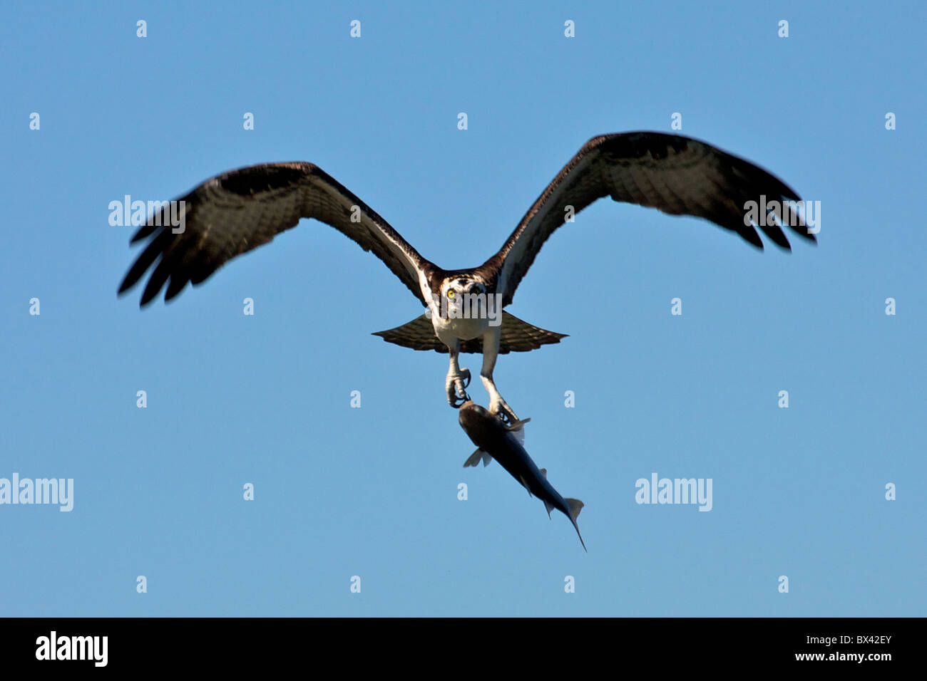 Osprey in flight with fish Stock Photo - Alamy