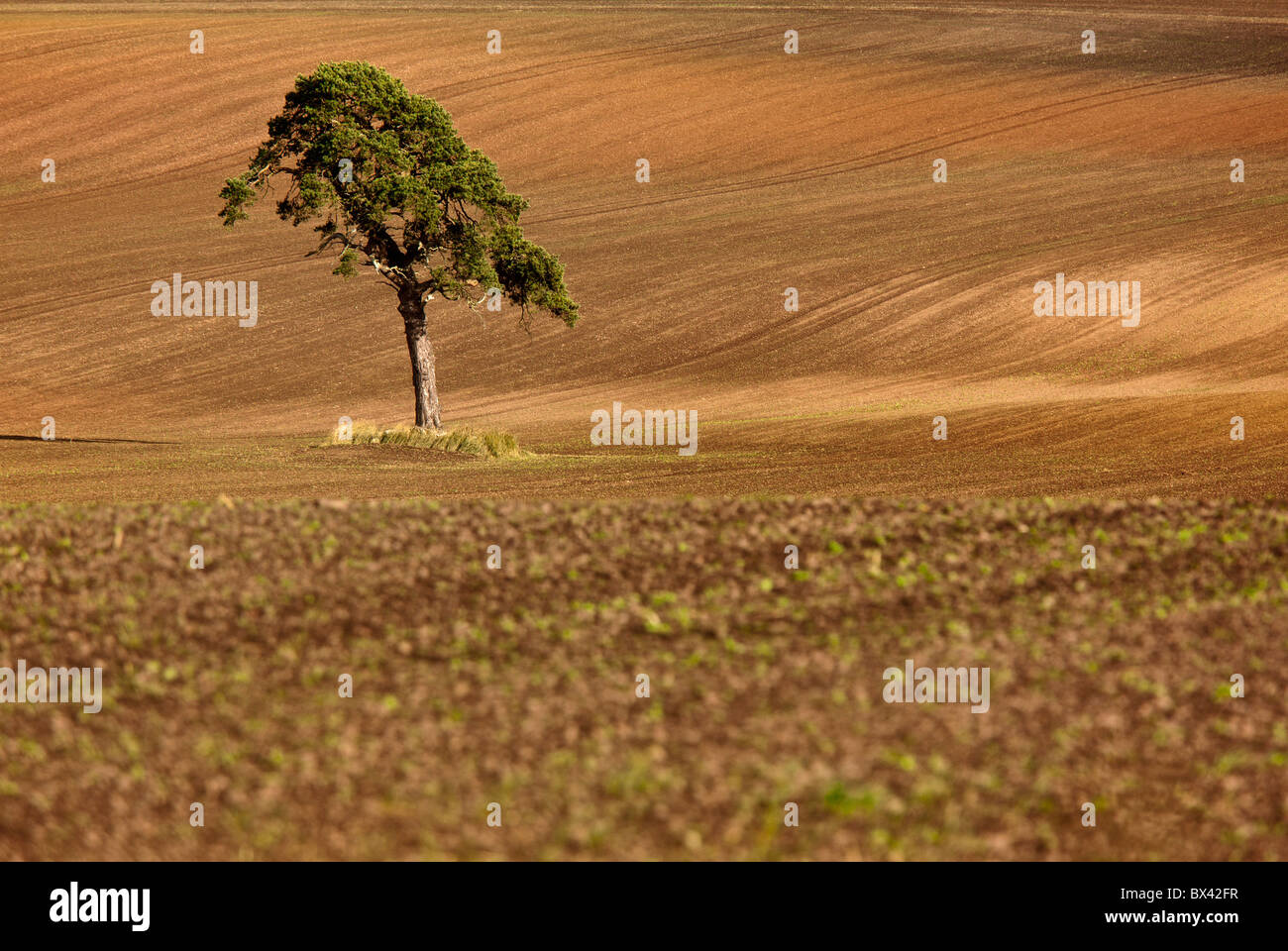 A Single Tree In A Field; Scottish Borders, Scotland Stock Photo - Alamy