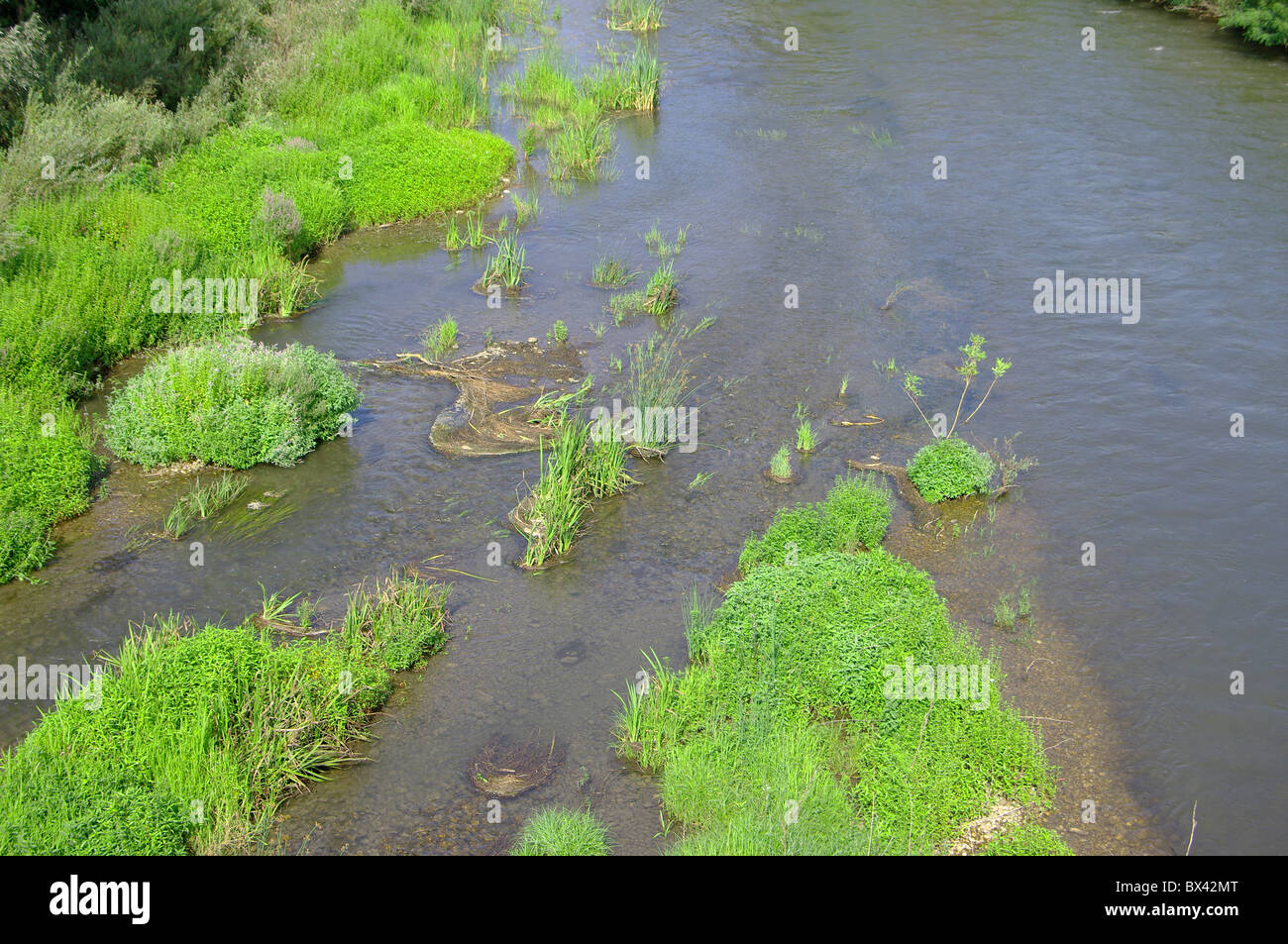 River from above. Covered with fresh greenery Stock Photo - Alamy