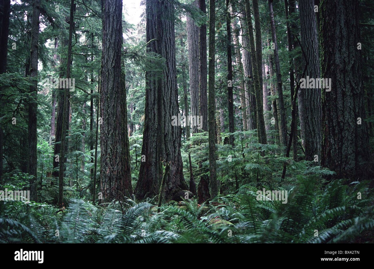 Temperate rainforest. Vancouver Island, British Columbia, Canada Stock ...