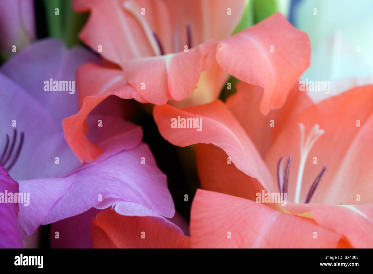gladiolus; dolor, dolour, Gladiolen; Trauer Stock Photo - Alamy