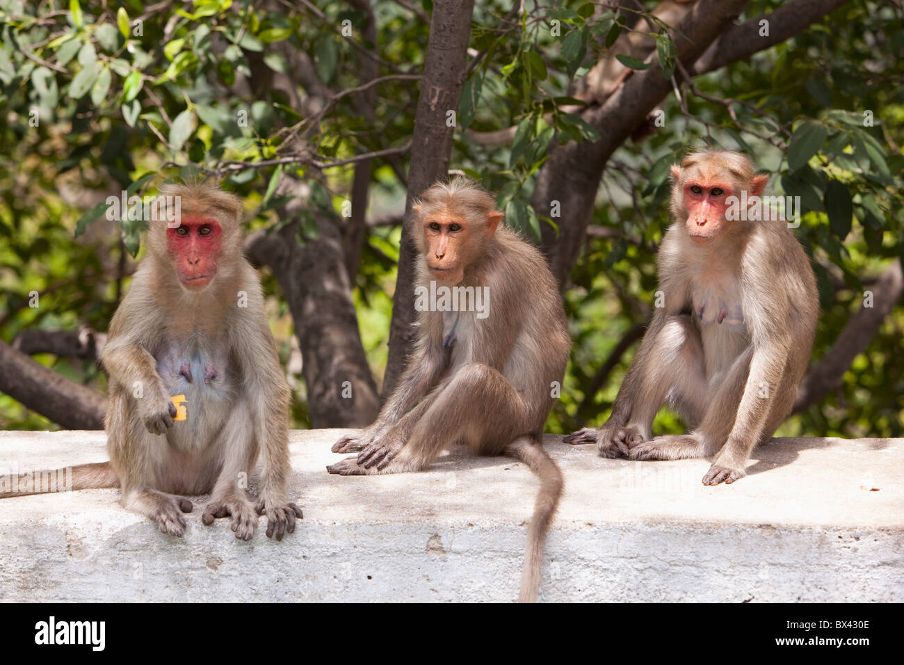 Three monkeys hi-res stock photography and images - Alamy